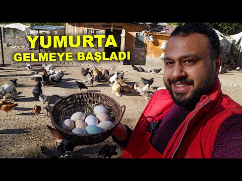 🥚 Yumurta Dolu Zula Mağarasını Buldum 😱 | Folluklardan Yumurta Toplama - Günlük Çiftlik Rutin İşleri