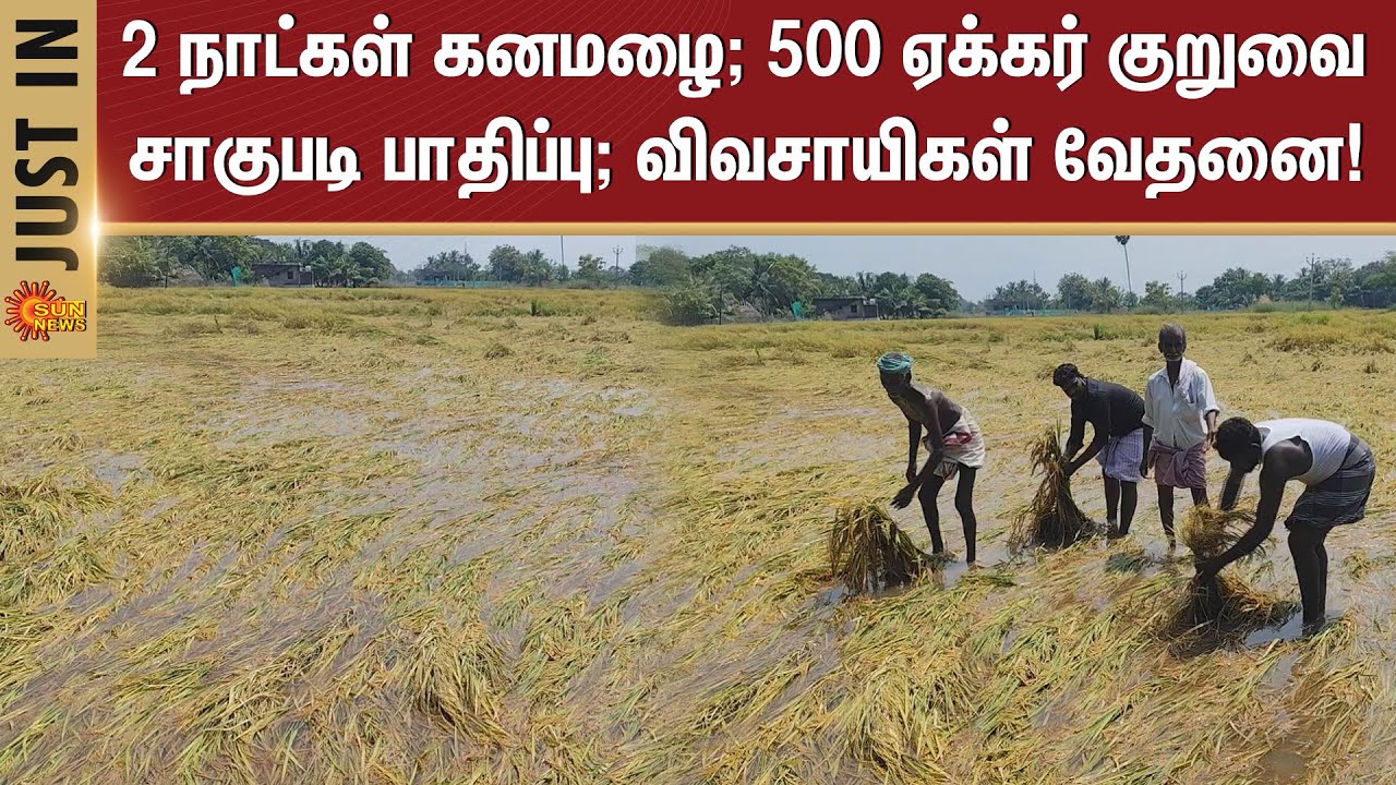 2 days of heavy rain | 500 acres of Kuruvai cultivation affected | TN ...