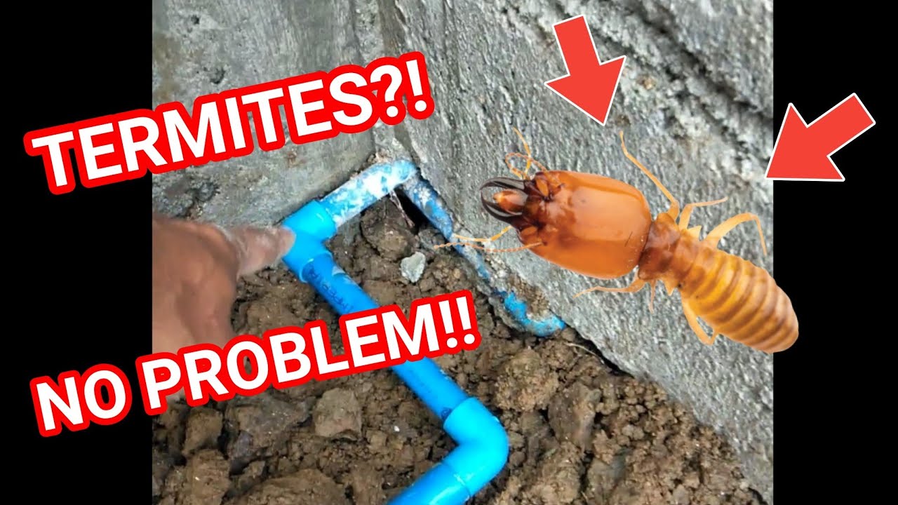 HOW TO PREVENT TERMITES | PAANO MAIWASAN ANG MGA ANAY (TAGALOG) - YouTube