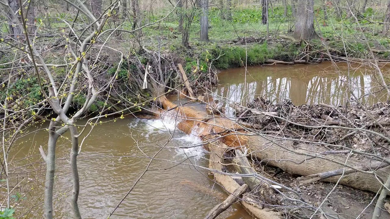 Fallen Log Waterfall Sounds Great - YouTube