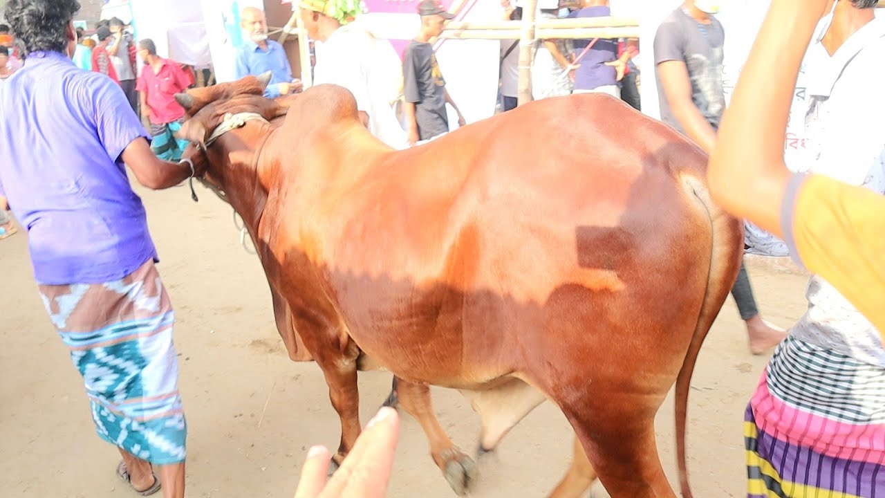 Biggest cow in 2022 | Bhai koto nilo | Cow price in bangladesh | Cow ...