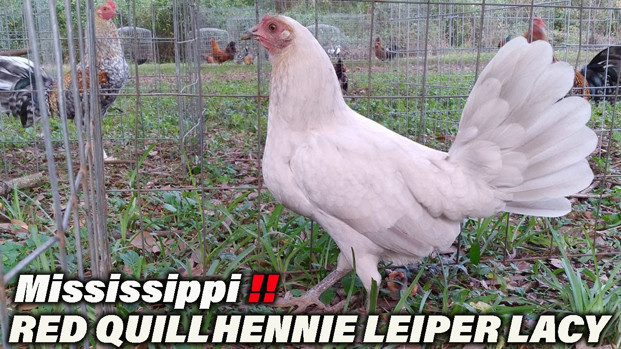 Full Leiper Gilmore Hatch Hennie Lacy Roundhead John Poe Farm Beautiful ...