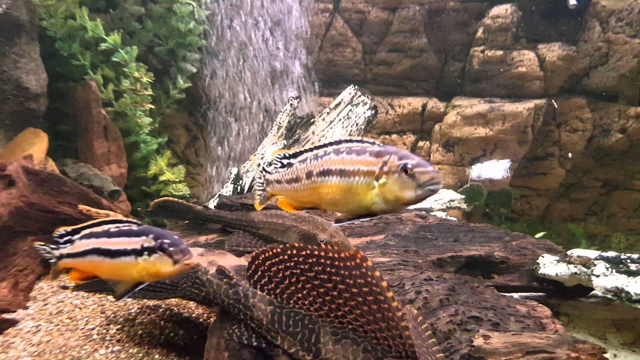 My Fish Tank Aquarium & Sandfall Waterfall Setup - YouTube