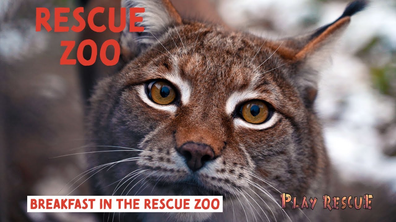 Rescue animal story - From the rescue zoo - Breakfast in the rescue zoo ...