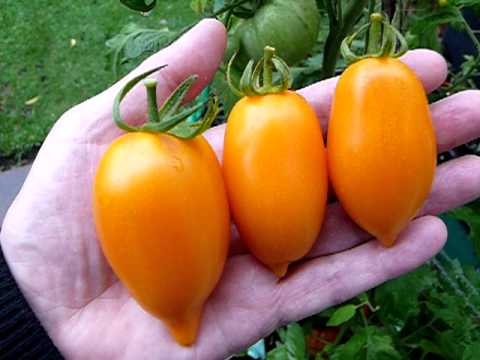 beautiful aztec gold tomato tomato profile no 4 - YouTube