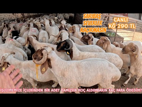 KURBAN İÇİN SARIBAŞ(İVESİ) SEVENLER KAÇIRMASIN. İŞLETMEMİZE DAMIZLIK KOÇ ALDIK 05465222793#kurbanlık