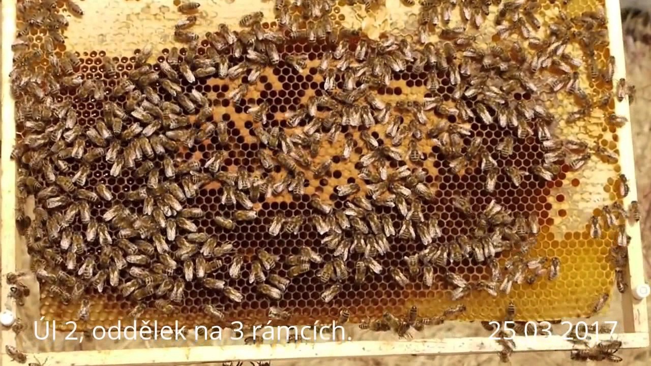 Včelí Úly - FLUGO - YouTube