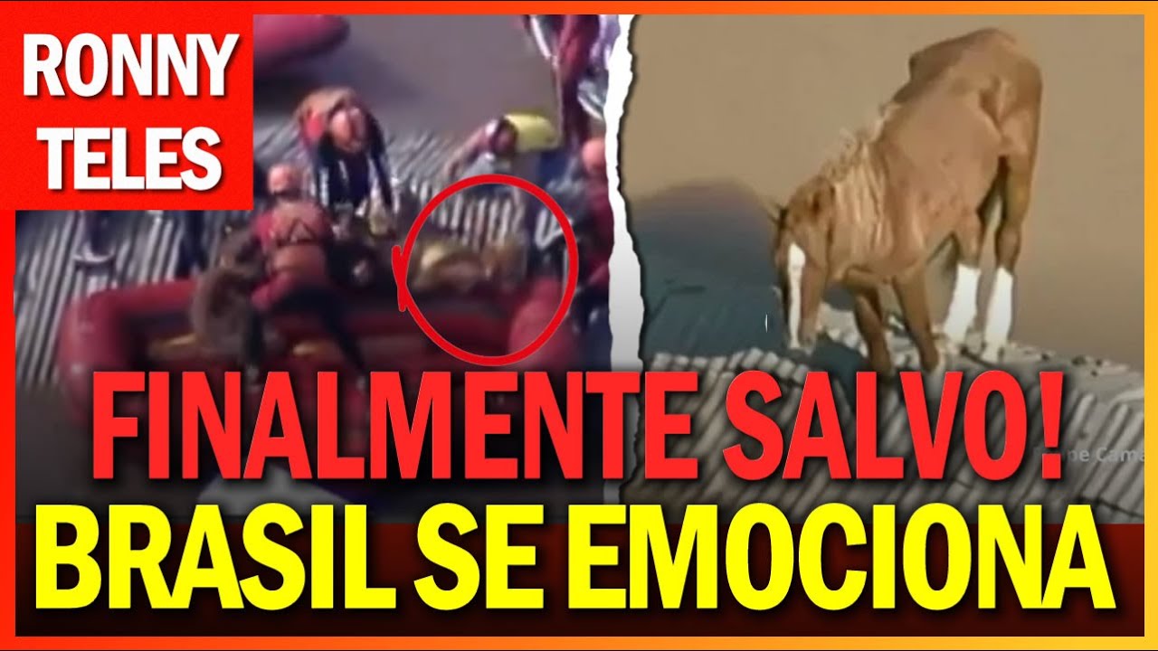 RESGATE INÉDITO: Cavalo Caramelo é RESGATADO e Brasil SE EMOCIONA - YouTube