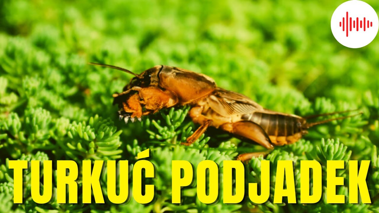 Turkuć podjadek. Odgłosy i Dźwięki jakie wydaje Turkuć podjadek. Jak ...