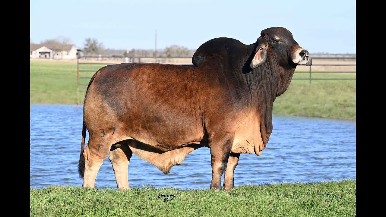 MORENO MR. RALFIE 237/1 - YouTube