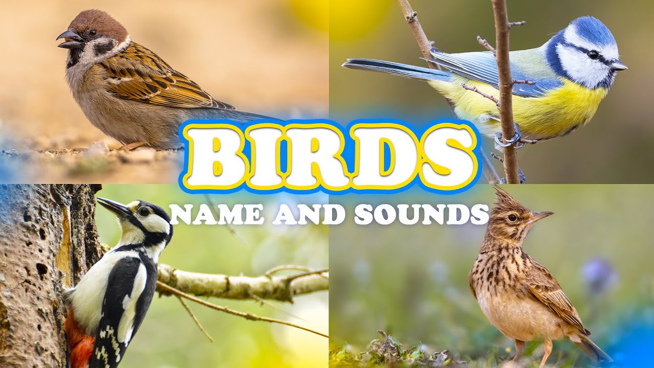 Birds - Names and Sounds - Learn bird species in English - YouTube