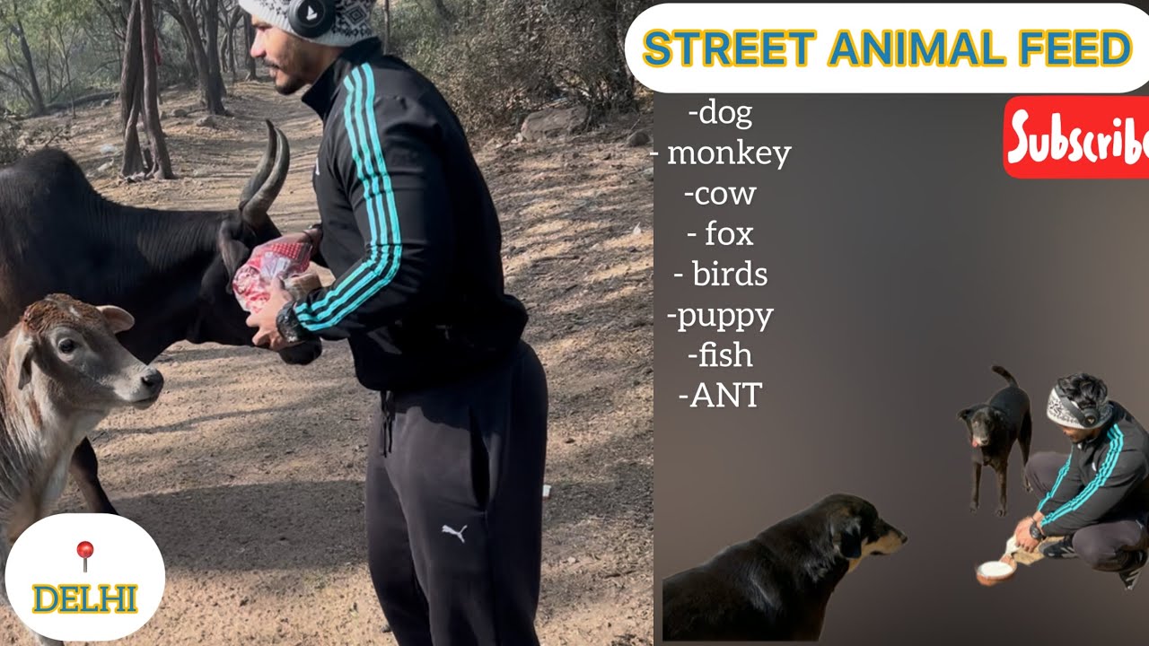 A Day Serving Helpless Street Animals | serving Animal the real workout ...