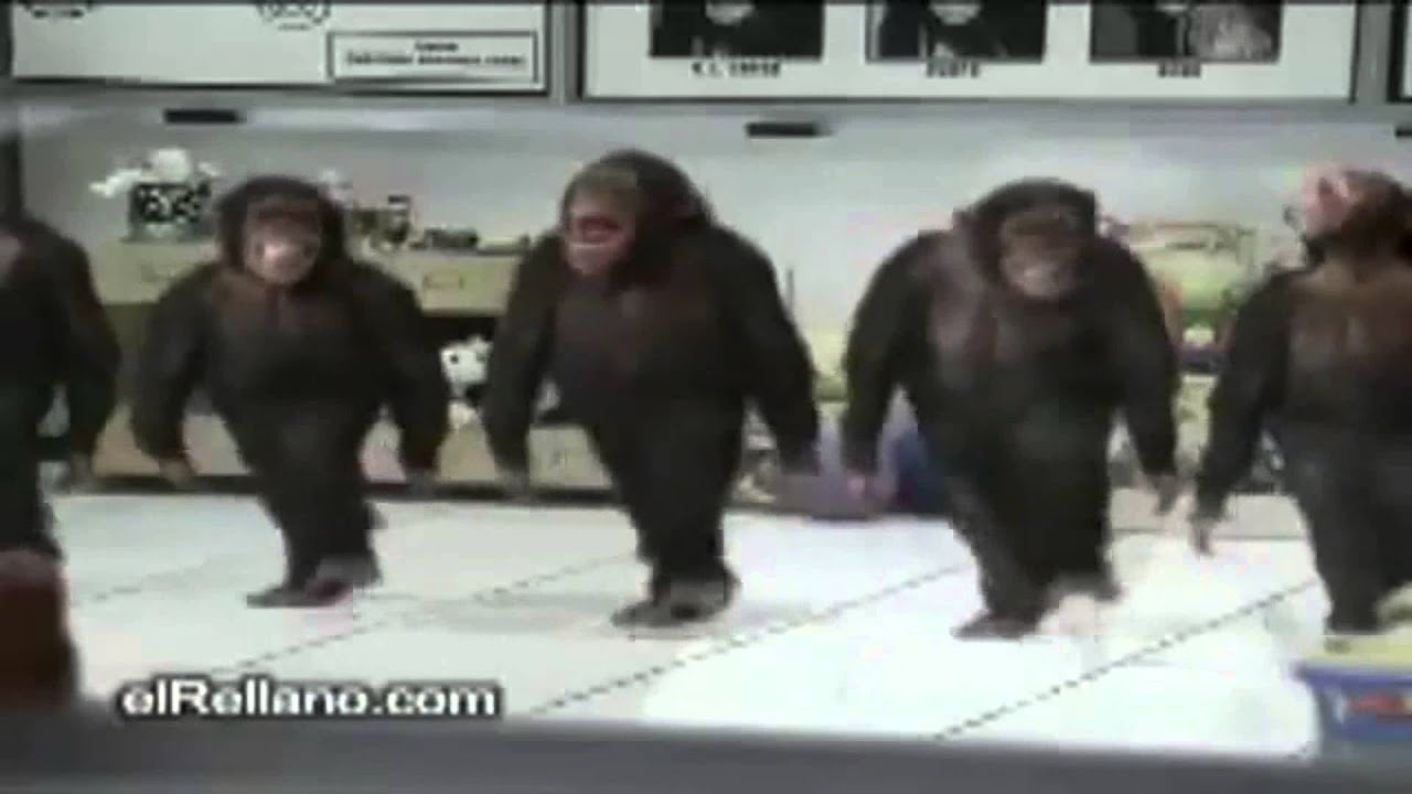 Happy birthday monkey dances - YouTube
