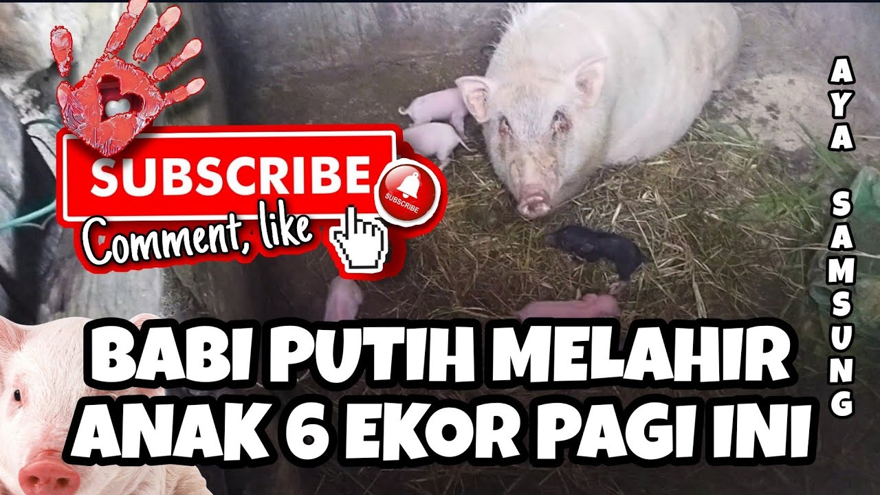 BABI PUTIH MELAHIRKAN ANAK 6 EKOR @AyaSamsung333 - YouTube