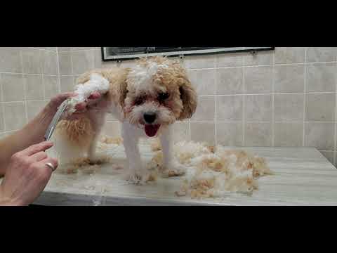 Shih-Tzu/Bichon dog breed full groom, #5 blade, dog grooming without ...