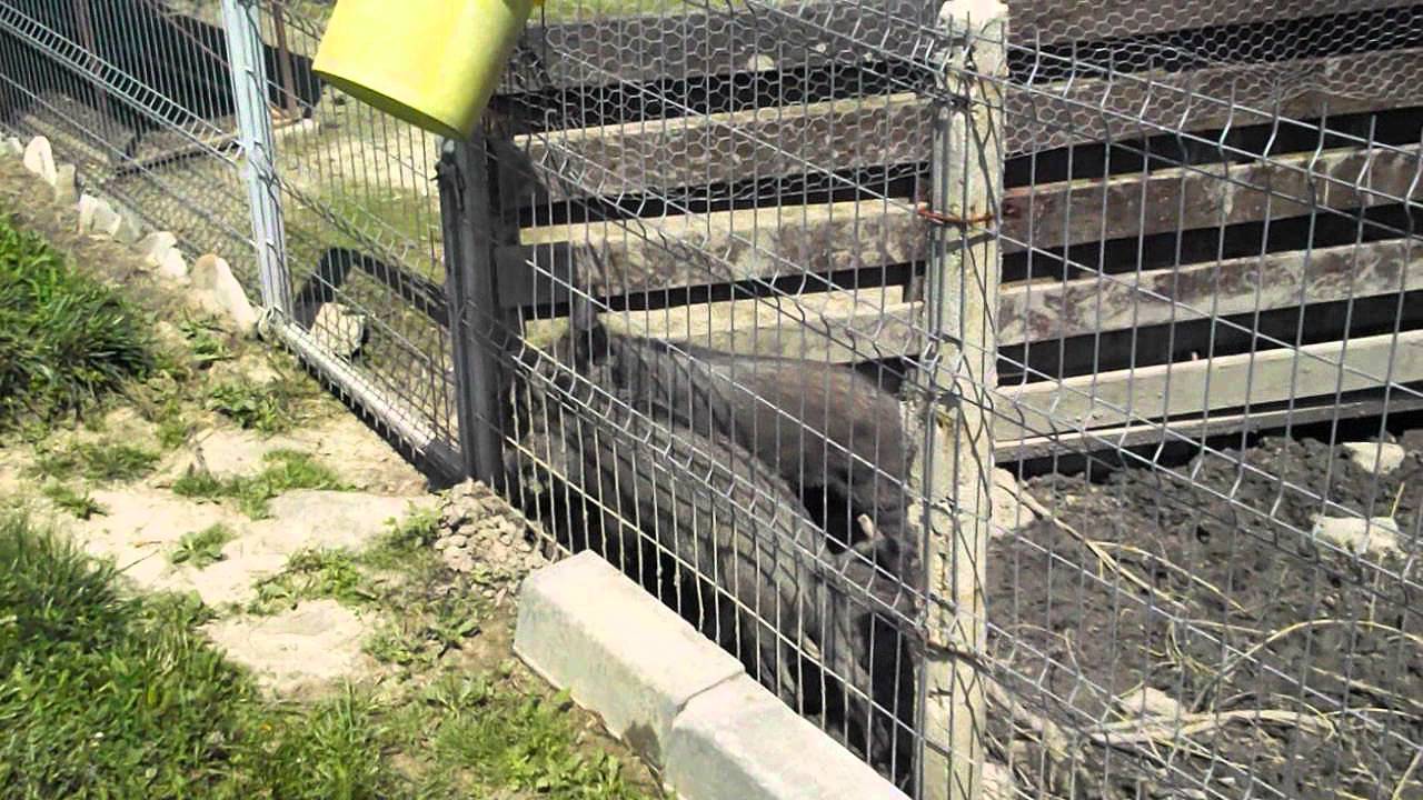 Wild Boar Farm YouTube wild-boar-farm-youtube