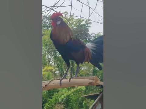 Qaib f2 qua zoo nawb - YouTube