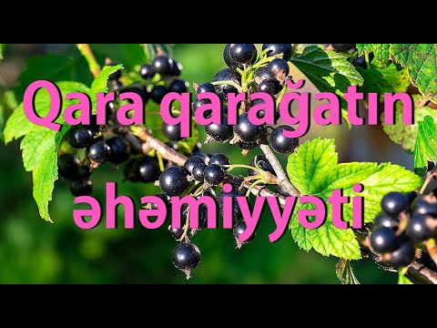 Qara qarağat hansı xəstəlikləri sağaldır?