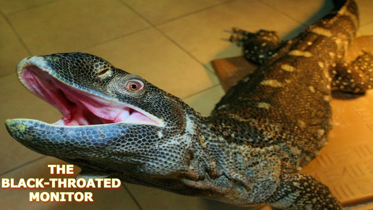 THE BLACK THROATED MONITOR!!I - YouTube