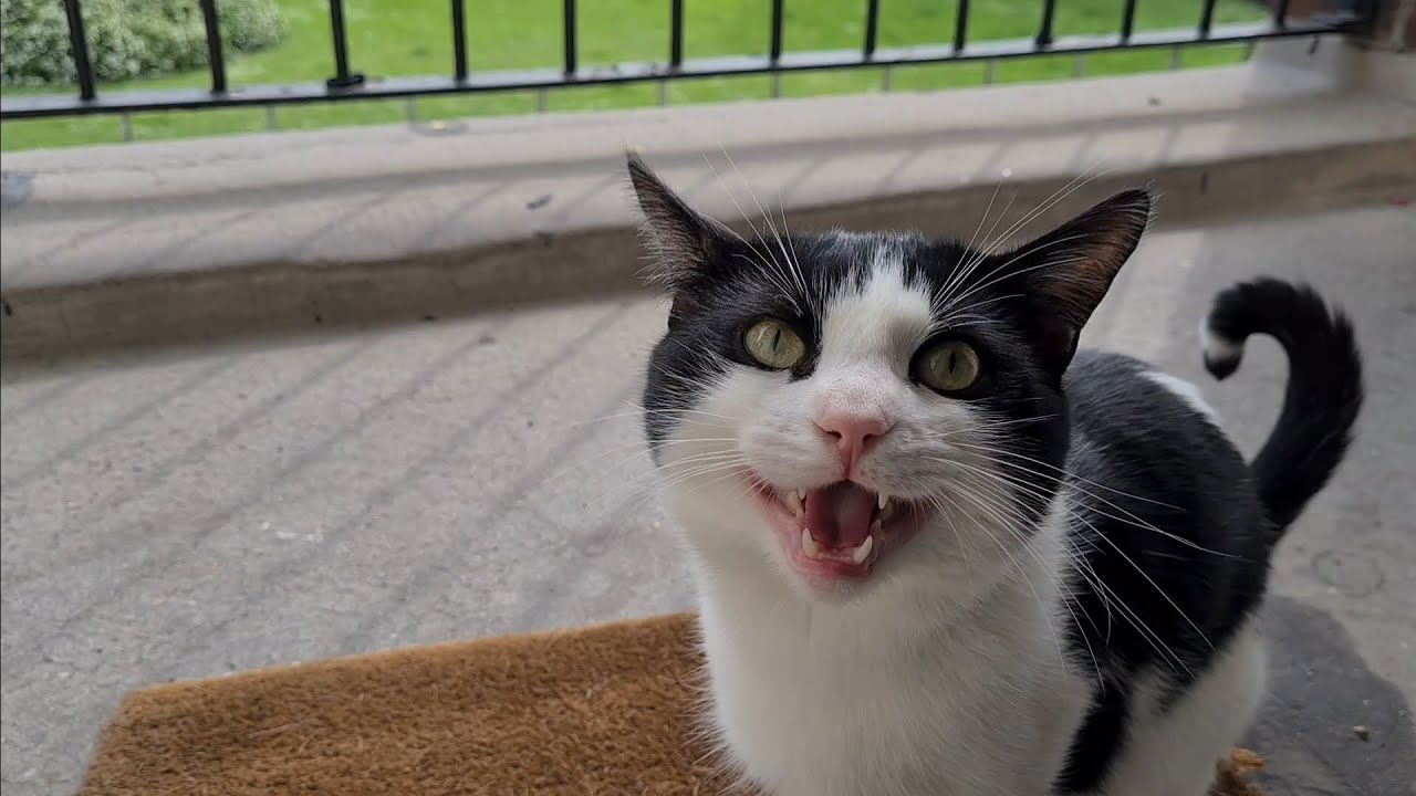 meoww...mew meooow - YouTube