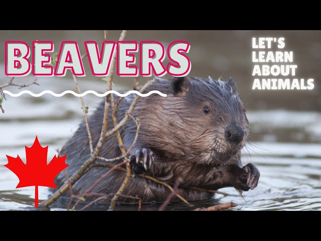 Let's Learn About Beavers basic list…: English ESL video lessons Let's Learn About Beavers basic list…: English ESL video lessons