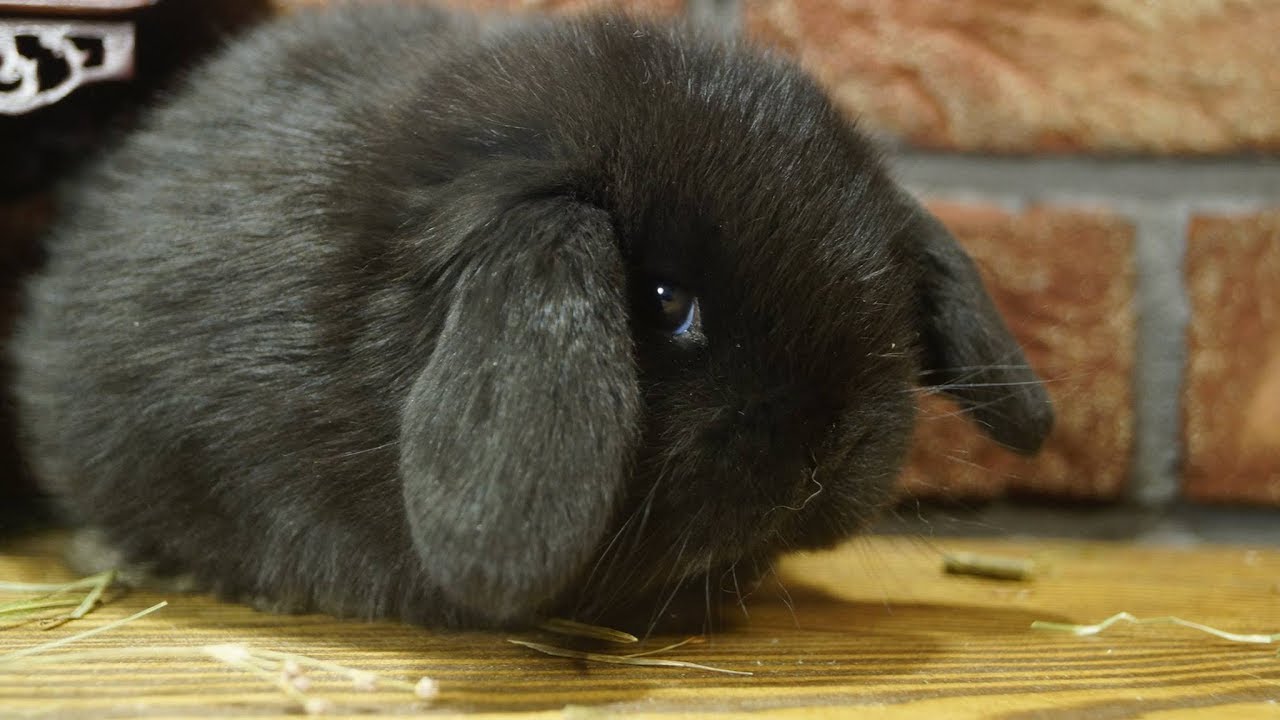 Black Colour Mini Lop Bunnies from Teddy Village - YouTube
