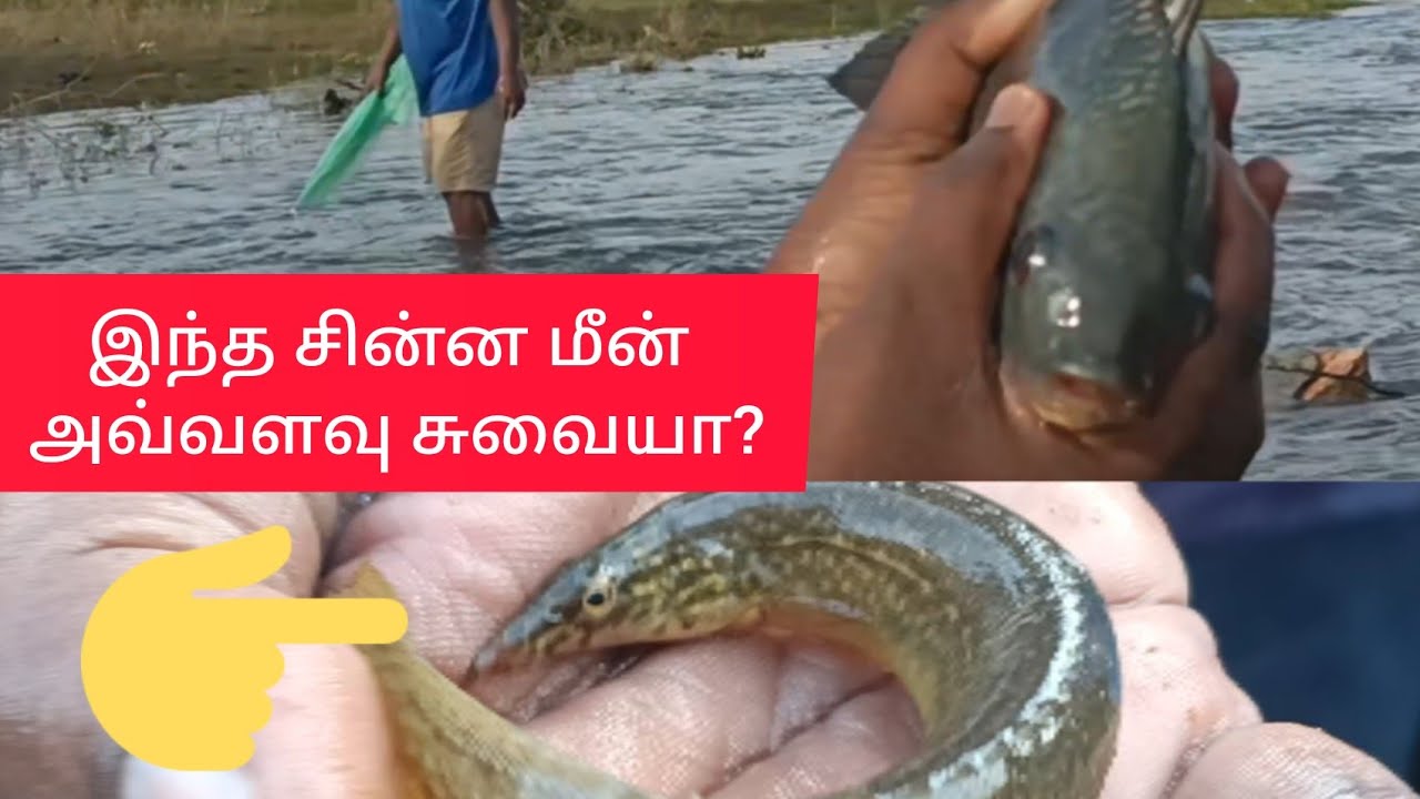 இவ்வளோ மீன் மாட்டும்னு நினைக்கவே இல்ல..Lake Fish | eri meen | Rare Fish ...