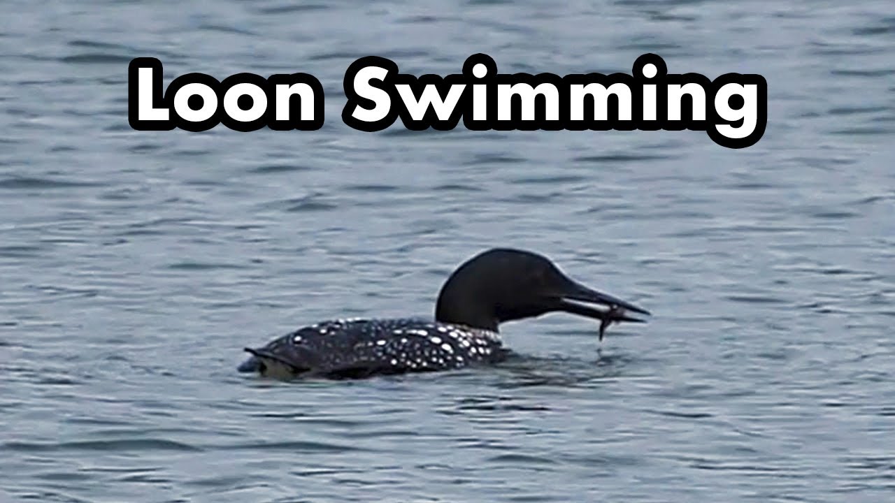 Common Loon Catches a Fish With Its Bill - YouTube