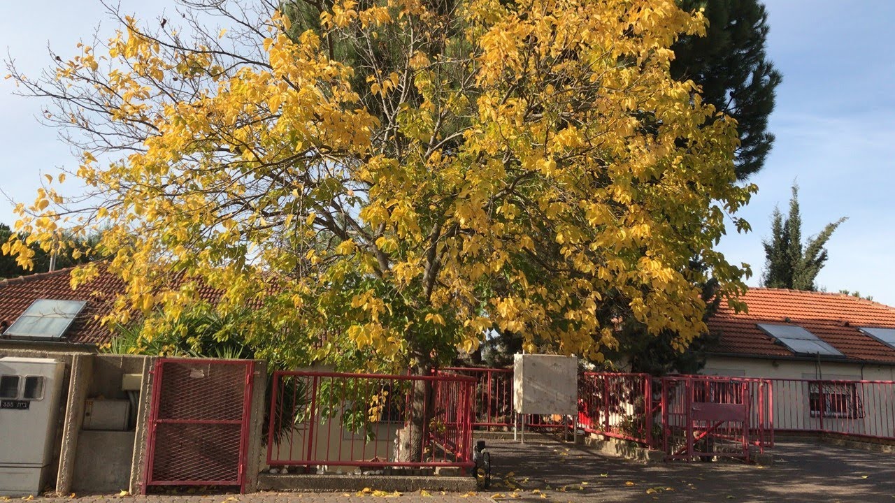 The beauty of autumn in Israel, cats, dogs and crows. December 2021 ...