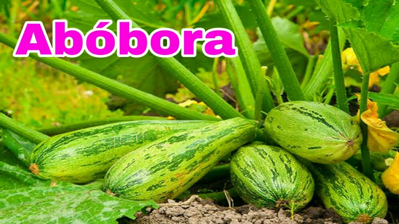 Melhor técnica para seu PÉ DE ABÓBORA produzir em dobro !! - YouTube