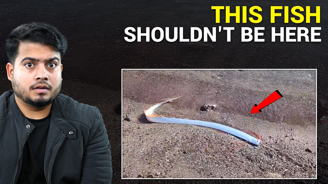 Why deep sea creatures coming to surface? - YouTube