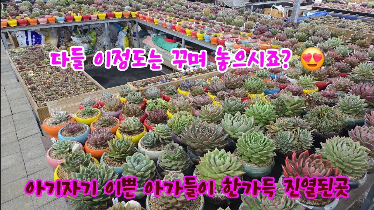 깔끔하게 정리 돼어있는 키핑장 구독자님의 남다른 다육이 구경 이쁜 아가들은 여기다 모여있네요 묵둥이 창 다육이 귀둥이