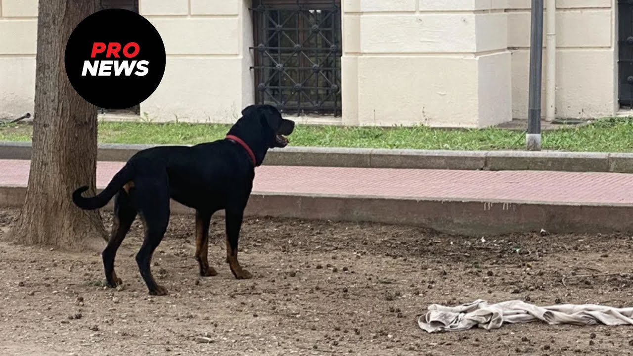 Θεσσαλονίκη: Πανικός στο ΑΠΘ – Ροτβάιλερ επιτέθηκε σε φοιτητές και τους ...