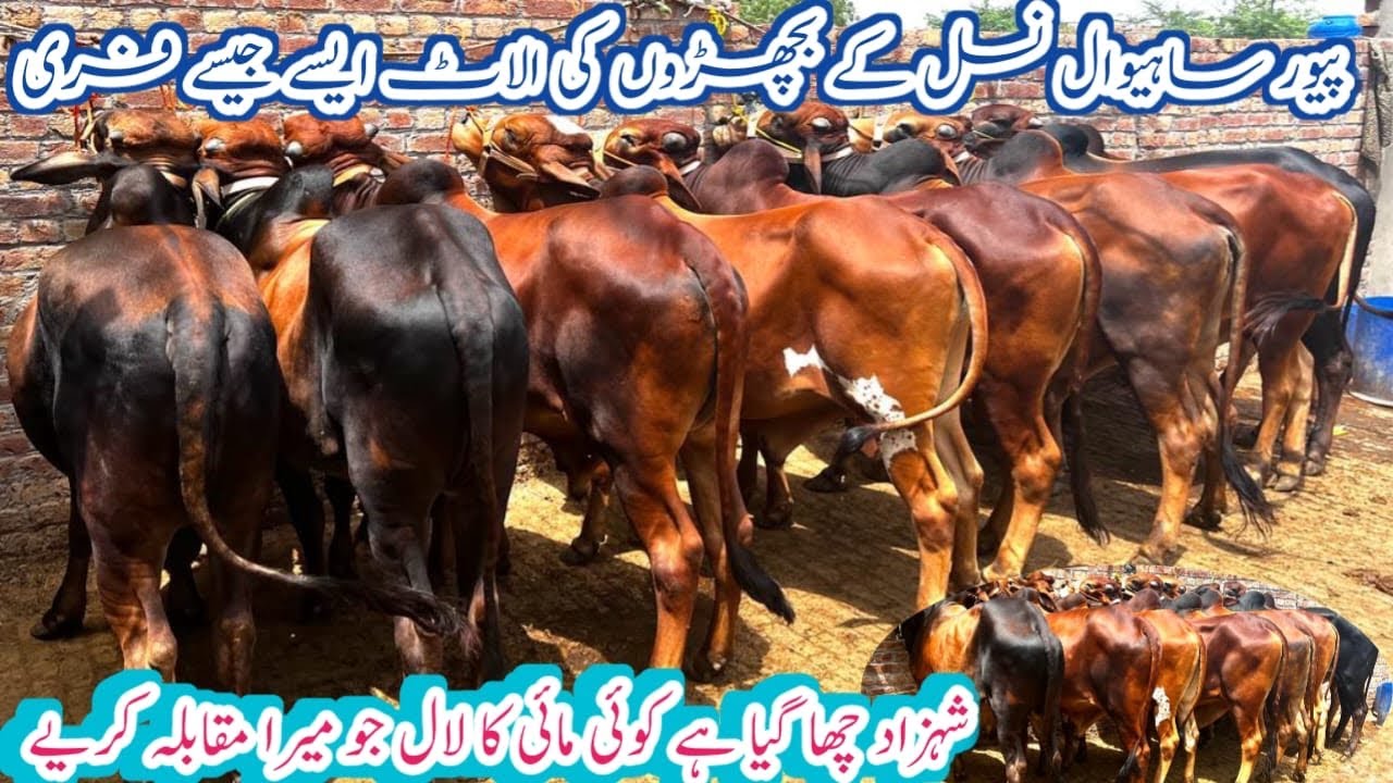 Really Top Quality Pure Shiwal Bachre Qurbani 2023 Shahzad cattle farm ...