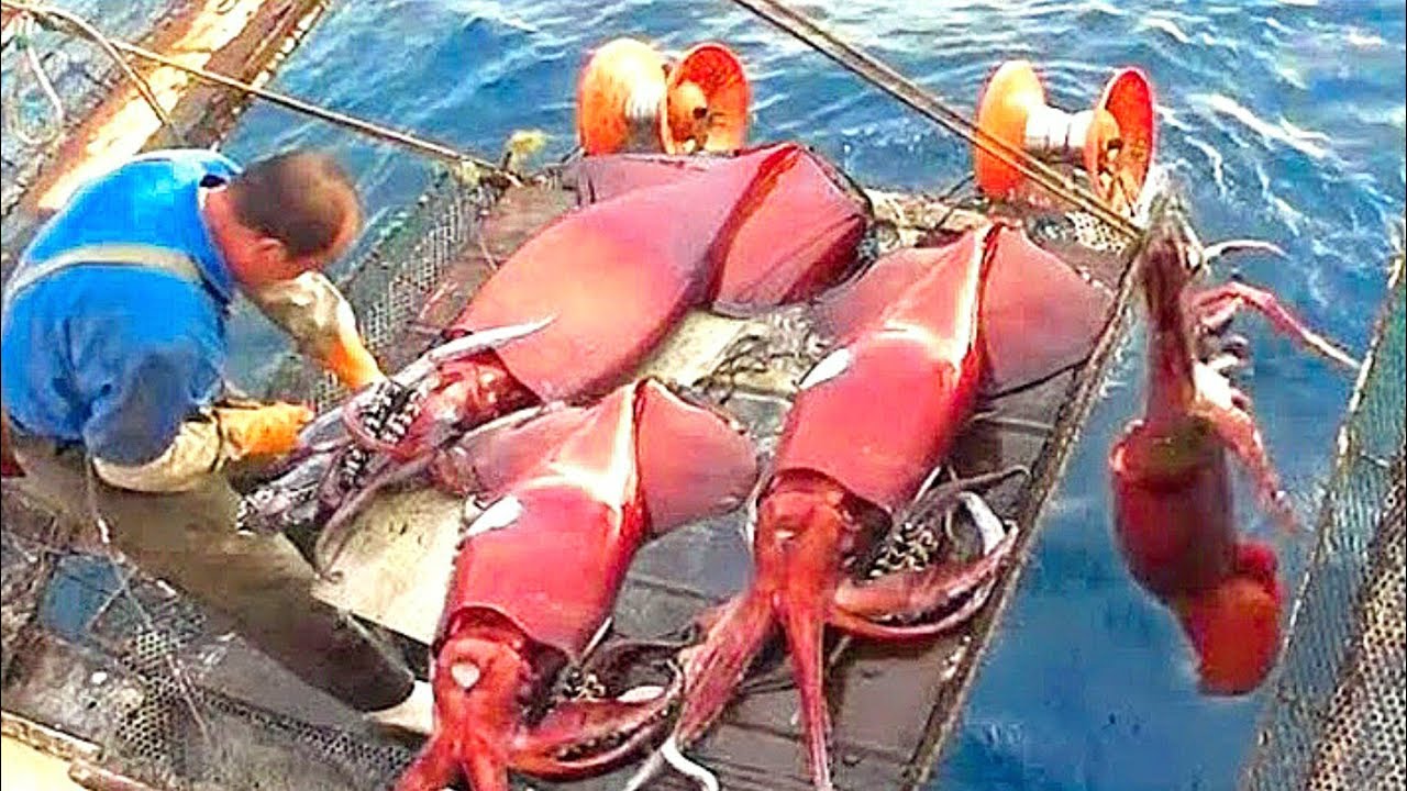 Delicious Food - Cutting and processing of huge Squids. - YouTube