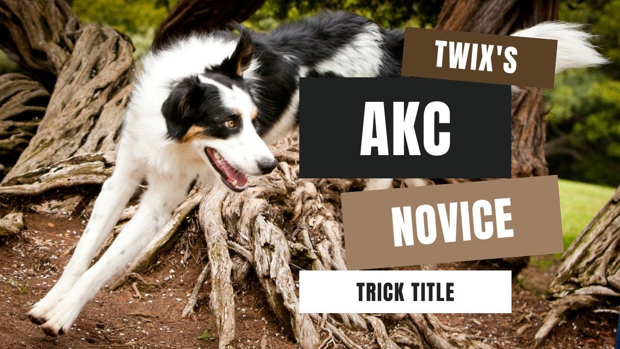 Twix: AKC Novice Trick Title - YouTube