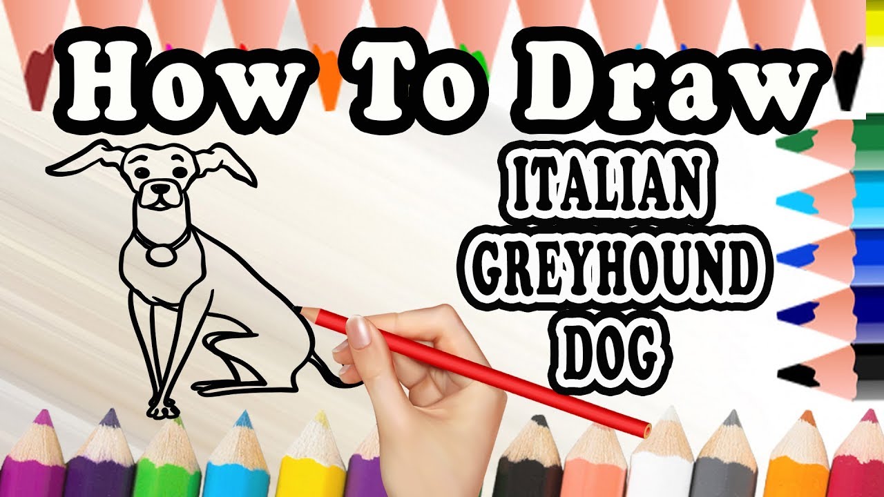 How To Draw A Italian Greyhound DOG | Draw Easy For Kids - YouTube