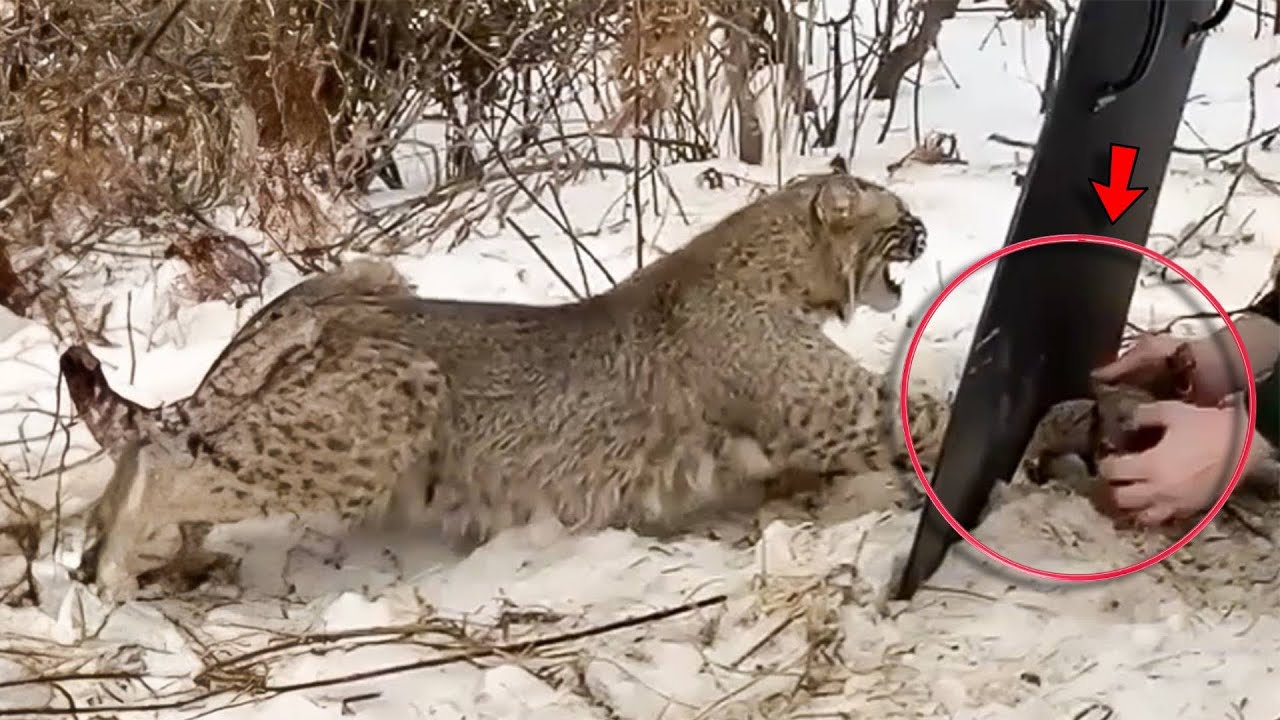 A Brave Girl Saves a Lynx From a Hunter's Trap and Receives an ...