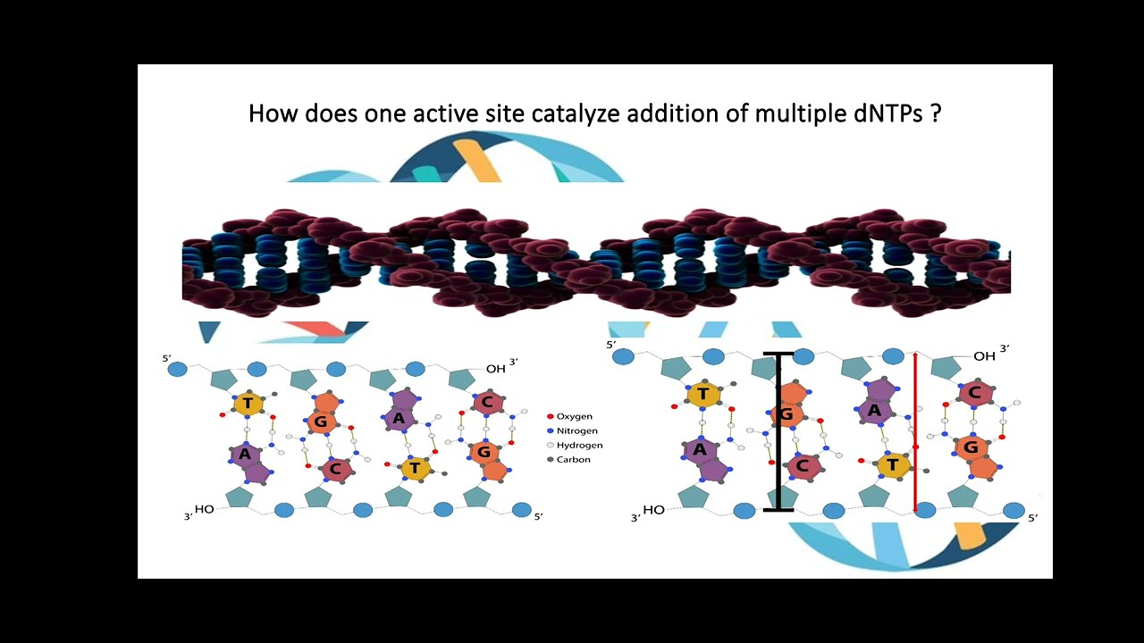 PART 1- LECTURE (4): THE DNA POLYMERASE ACTIVE SITE شرح بالعربي ...