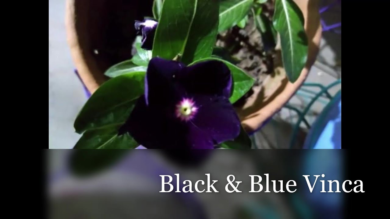 Black & Blue Vinca / Nayantara! Hybrid Vinca; Rare Shades Of Vinca ...