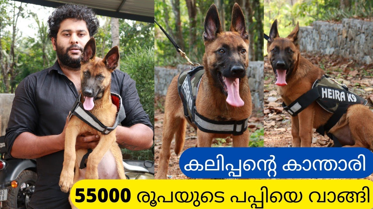ഇവളാണ് നമ്മുടെ ഫാമിന്റെ കാവൽക്കാരി|കലിപ്പന്റെ കാന്താരി|Belgian Malinois ...