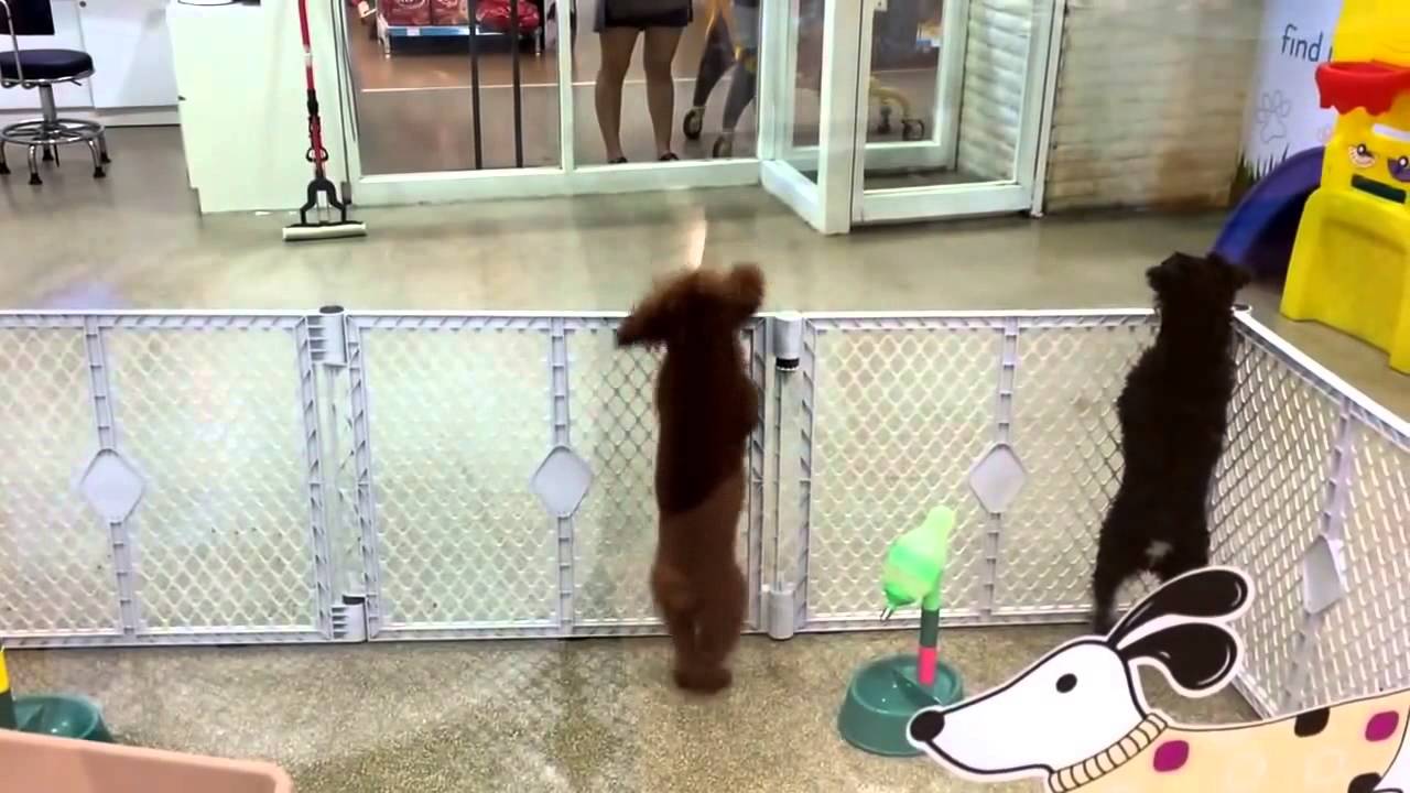 Cane troppo contento salta - YouTube
