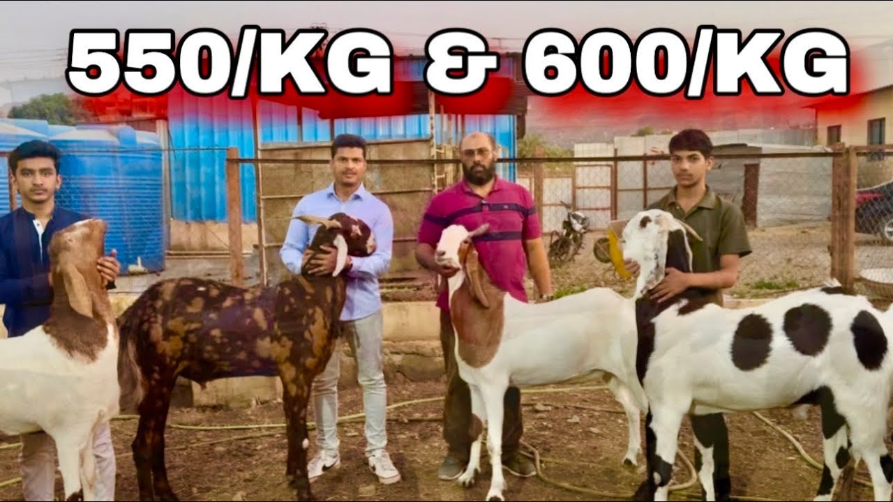 550/KG & 600/KG Khassi Goats at Pansare Goat Farm, Free Palai Till ...
