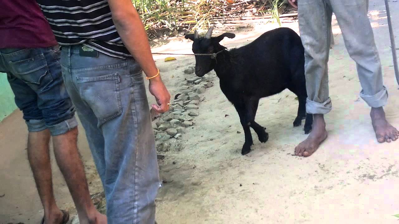 Neck cut of a Goat - YouTube