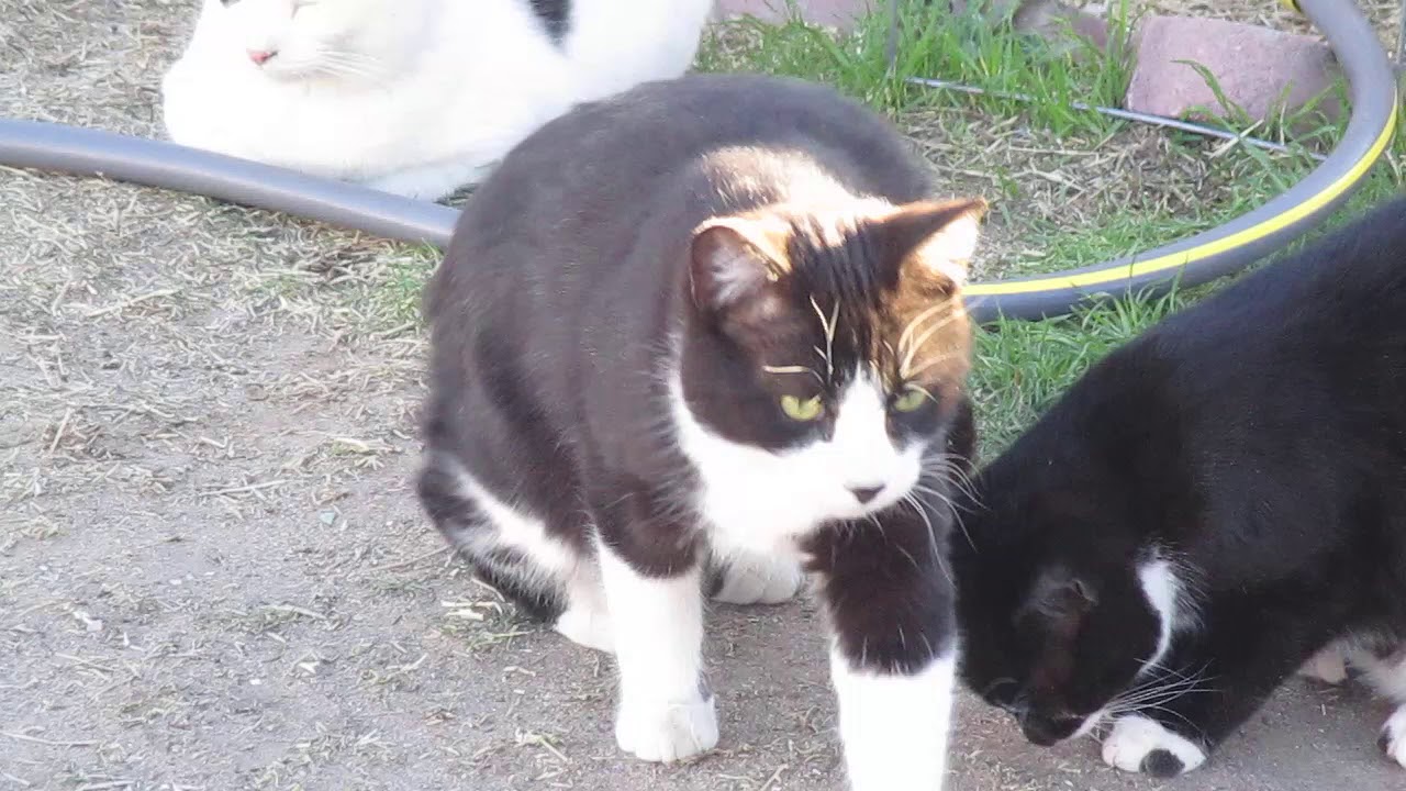 Kitten searching, catching and eating a bug - YouTube