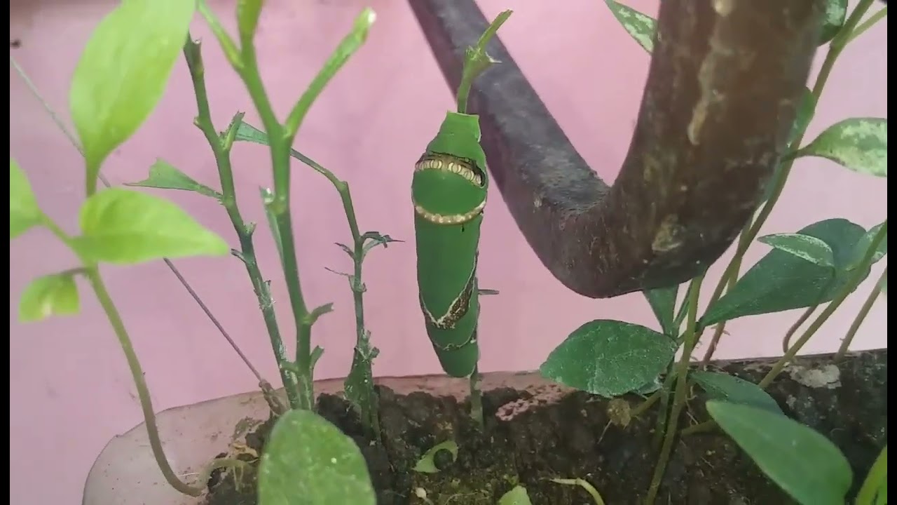 UOD NA MAGIGING PARU PARO @TIN CHANNEL YT - YouTube