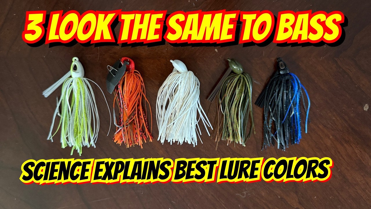 Largemouth Bass Color Vision: Can largemouth bass see color/what colors ...