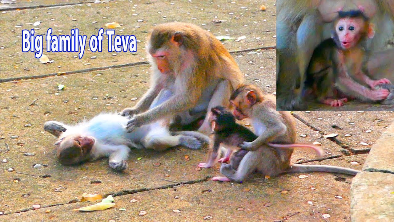 Love this family...Mom TEVA ,monkey TESLA TESSA and baby monkey TEVIN ...