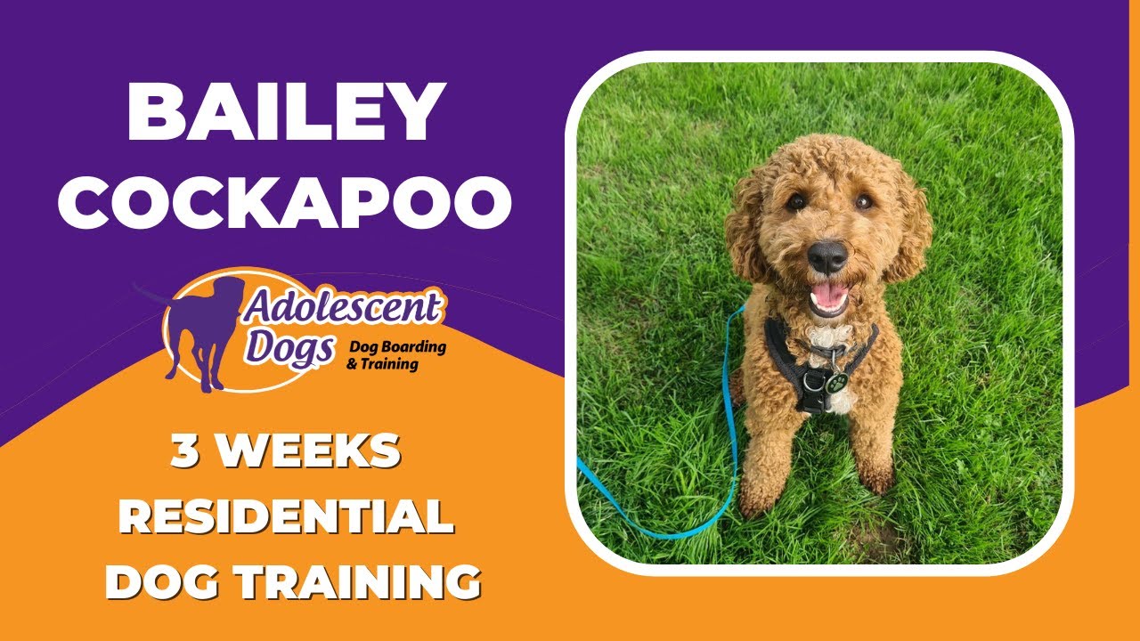 Bailey the Cockapoo - 3 Weeks Residential Dog Training - YouTube