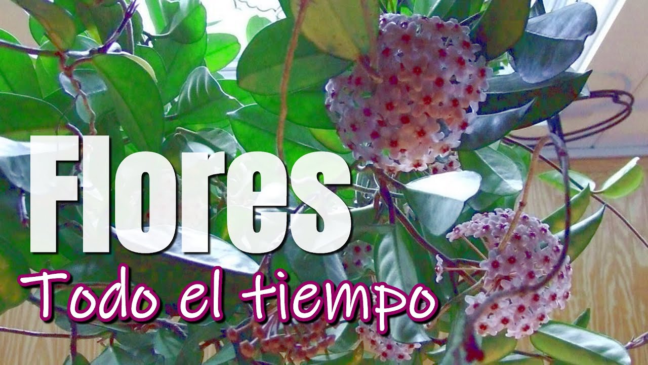 El secreto para que la FLOR DE CERA (hoya carnosa) crezca y florezca ...